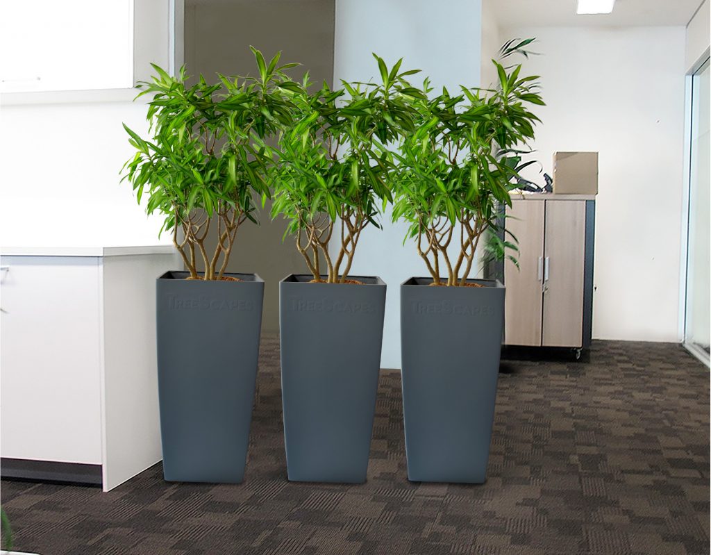 Office Plant Rental and Maintenance | TreeScapes Malaysia